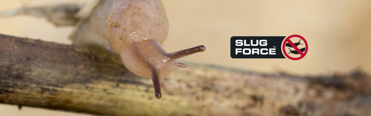 Slugwatch forecast – Certis Belchim