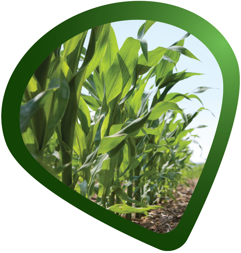 Samson Extra 6% – Certis Belchim